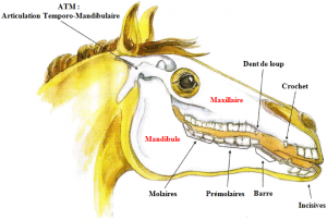 Le Cheval – dentiste equin haute garonne